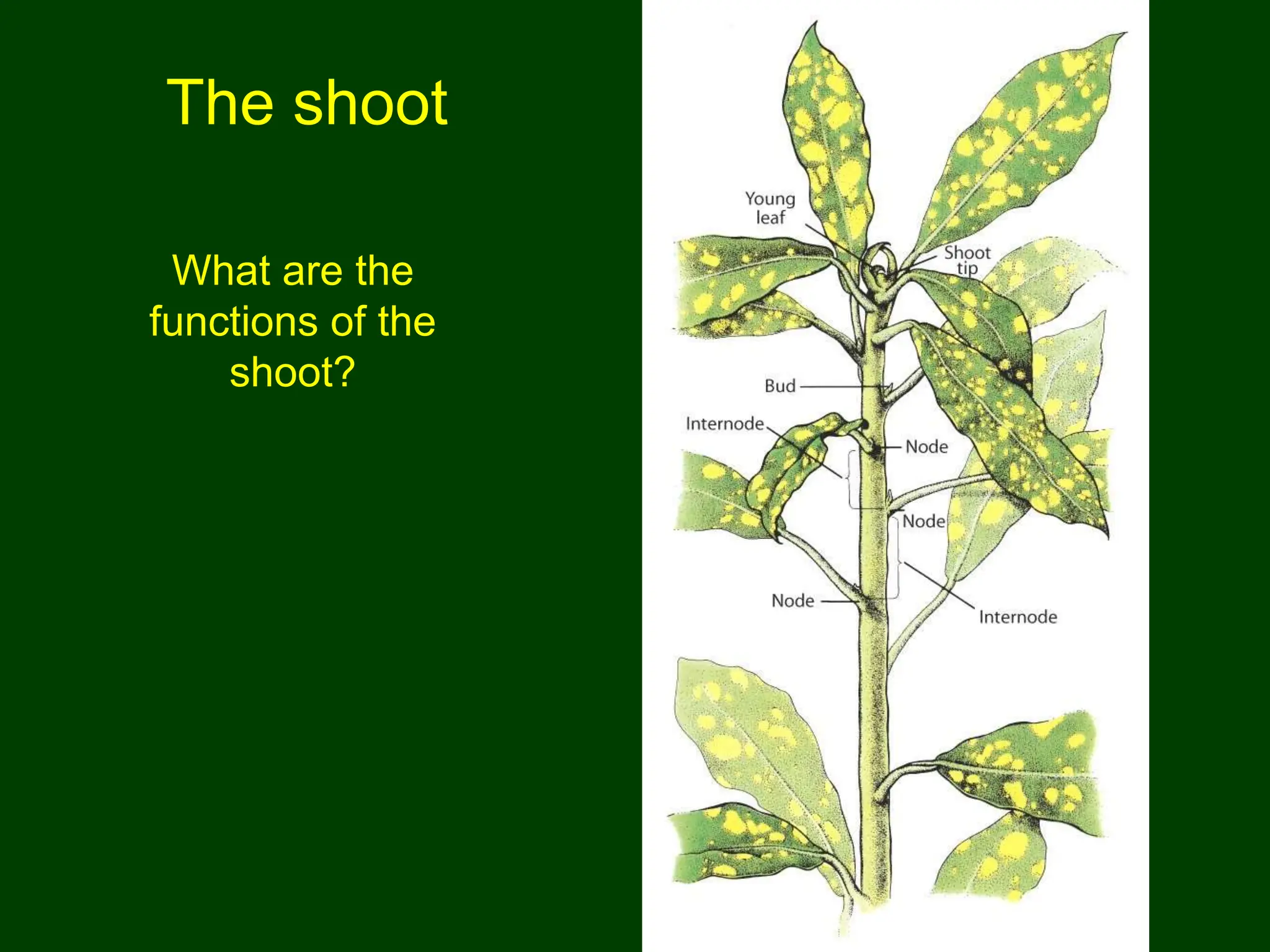 Plant Anatomy-Morphology study.......ppt