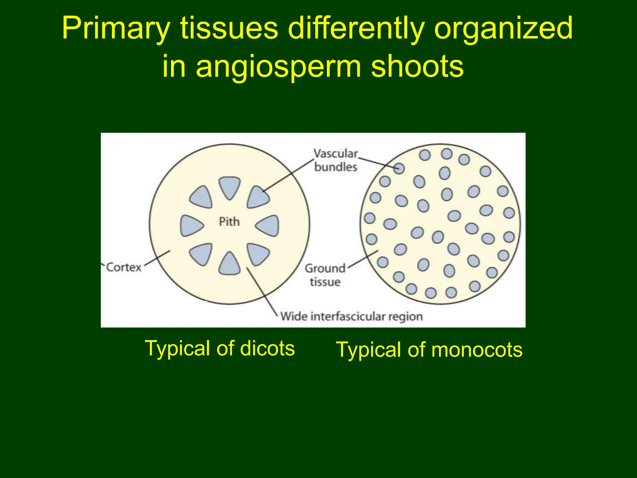 Plant Anatomy-Morphology study.......ppt