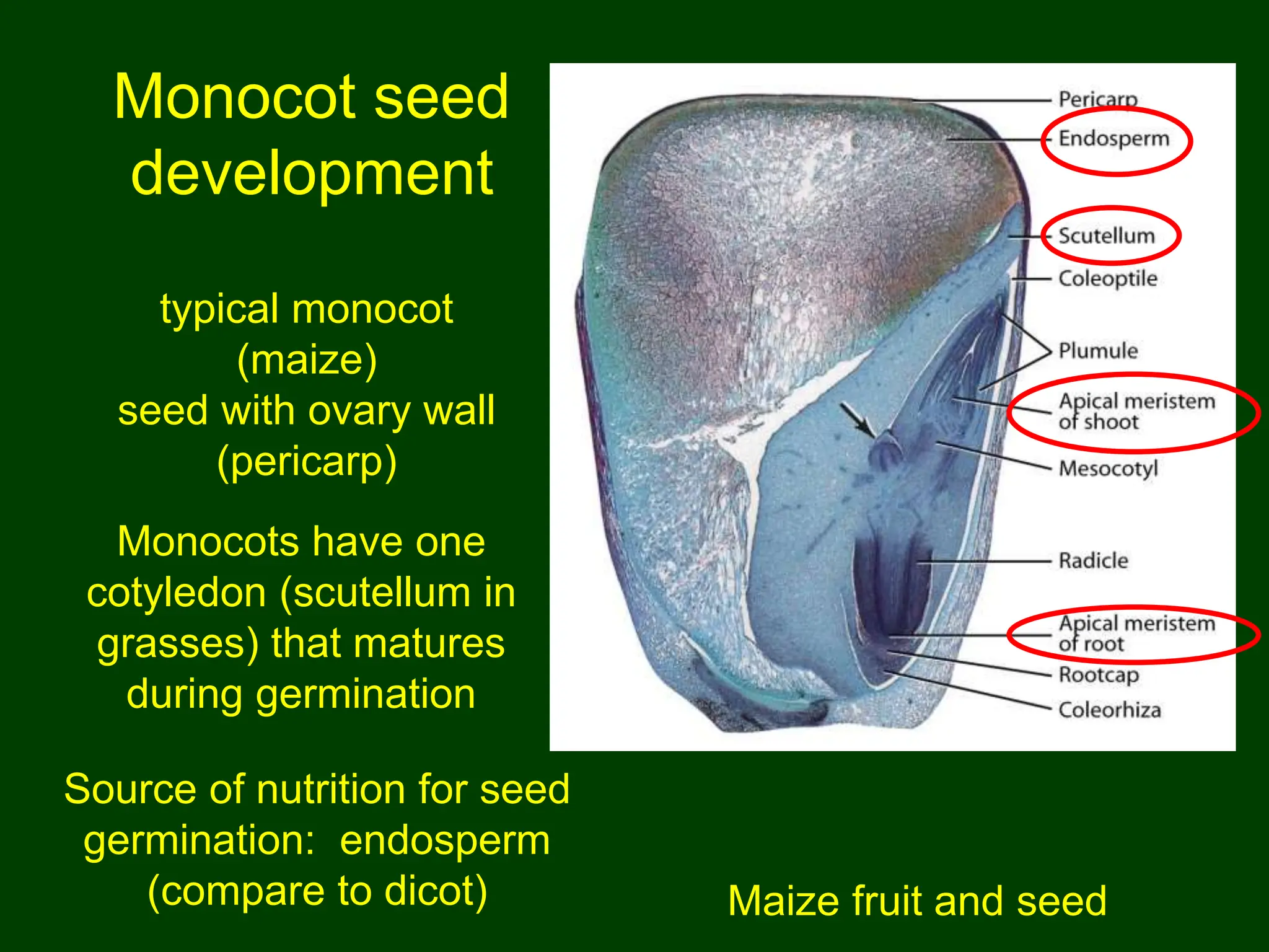 Plant Anatomy-Morphology study.......ppt