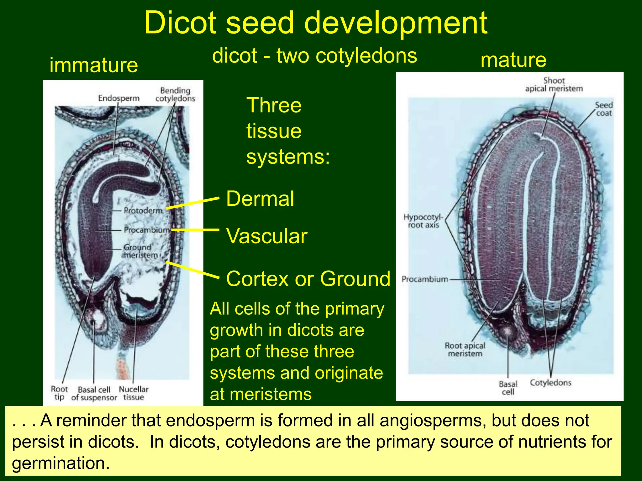 Plant Anatomy-Morphology study.......ppt