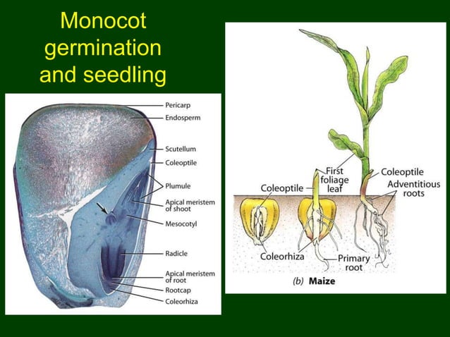 Plant Anatomy-Morphology study.......ppt