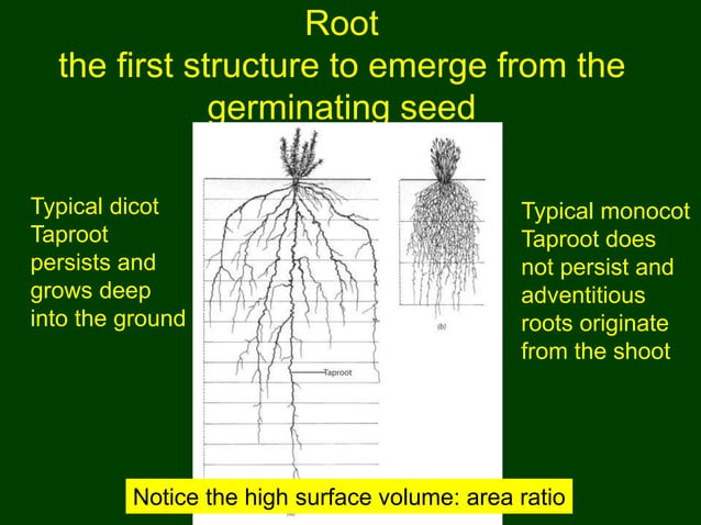 Plant Anatomy-Morphology study.......ppt