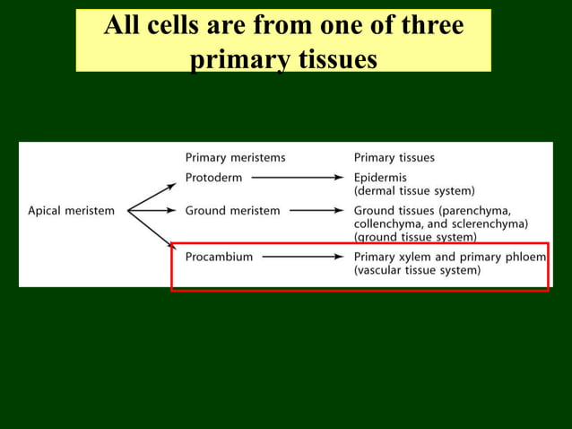 Plant Anatomy-Morphology study.......ppt