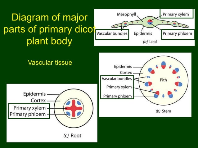Plant Anatomy-Morphology study.......ppt