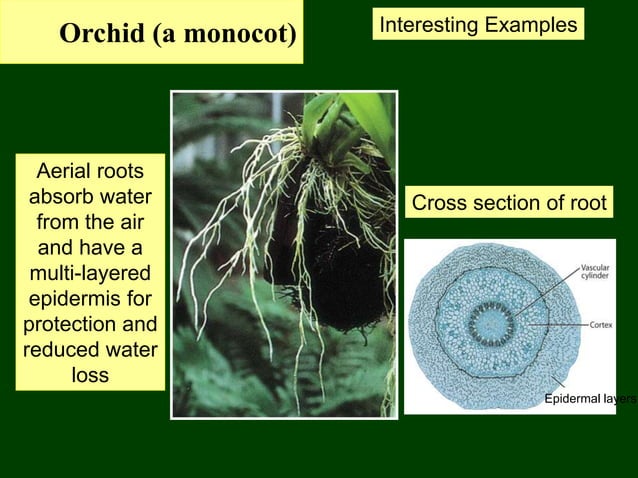 Plant Anatomy-Morphology study.......ppt