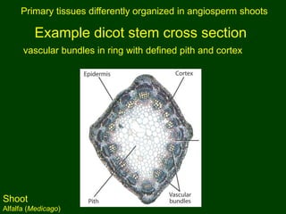 Plant Anatomy-Morphology study.......ppt