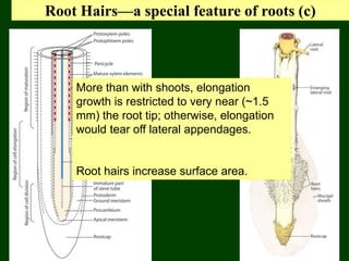 Plant Anatomy-Morphology study.......ppt