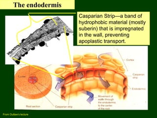 Plant Anatomy-Morphology study.......ppt