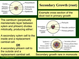 Plant Anatomy-Morphology study.......ppt