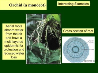 Plant Anatomy-Morphology study.......ppt
