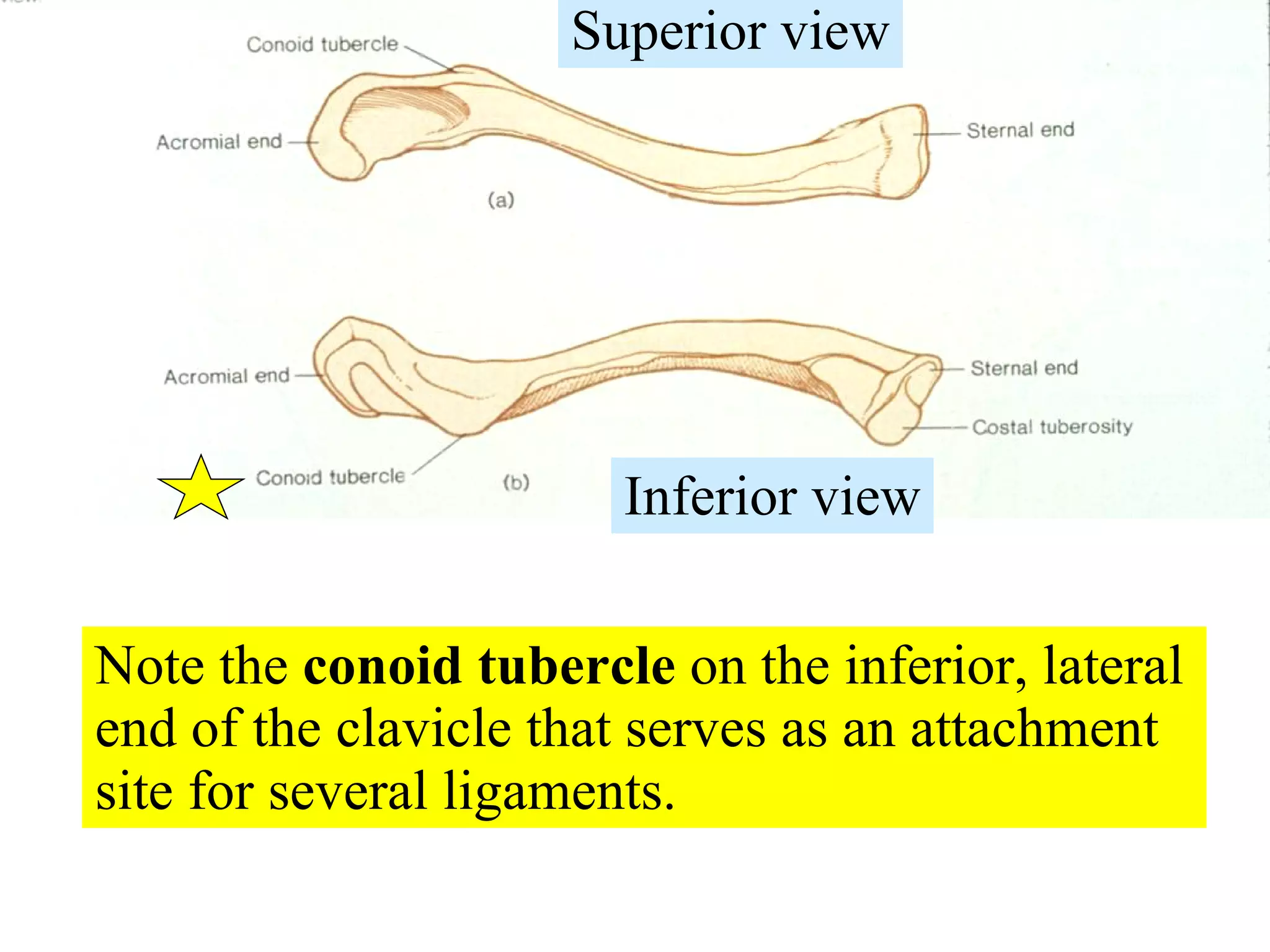 06 Appendicular Skeleton Pectoral Girdle And Upper Limbs | PPT