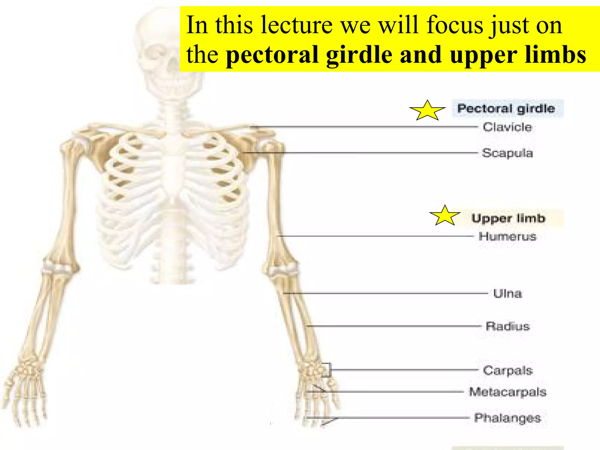 06 Appendicular Skeleton Pectoral Girdle And Upper Limbs | PPT