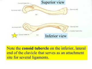 06 Appendicular Skeleton Pectoral Girdle And Upper Limbs | PPT