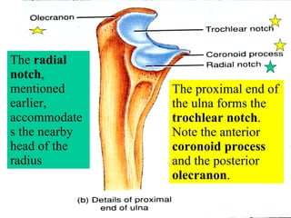 06 Appendicular Skeleton Pectoral Girdle And Upper Limbs | PPT