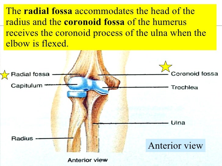 06 Appendicular Skeleton Pectoral Girdle And Upper Limbs