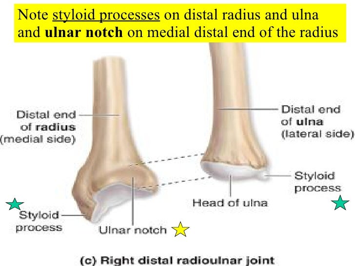 06 Appendicular Skeleton Pectoral Girdle And Upper Limbs