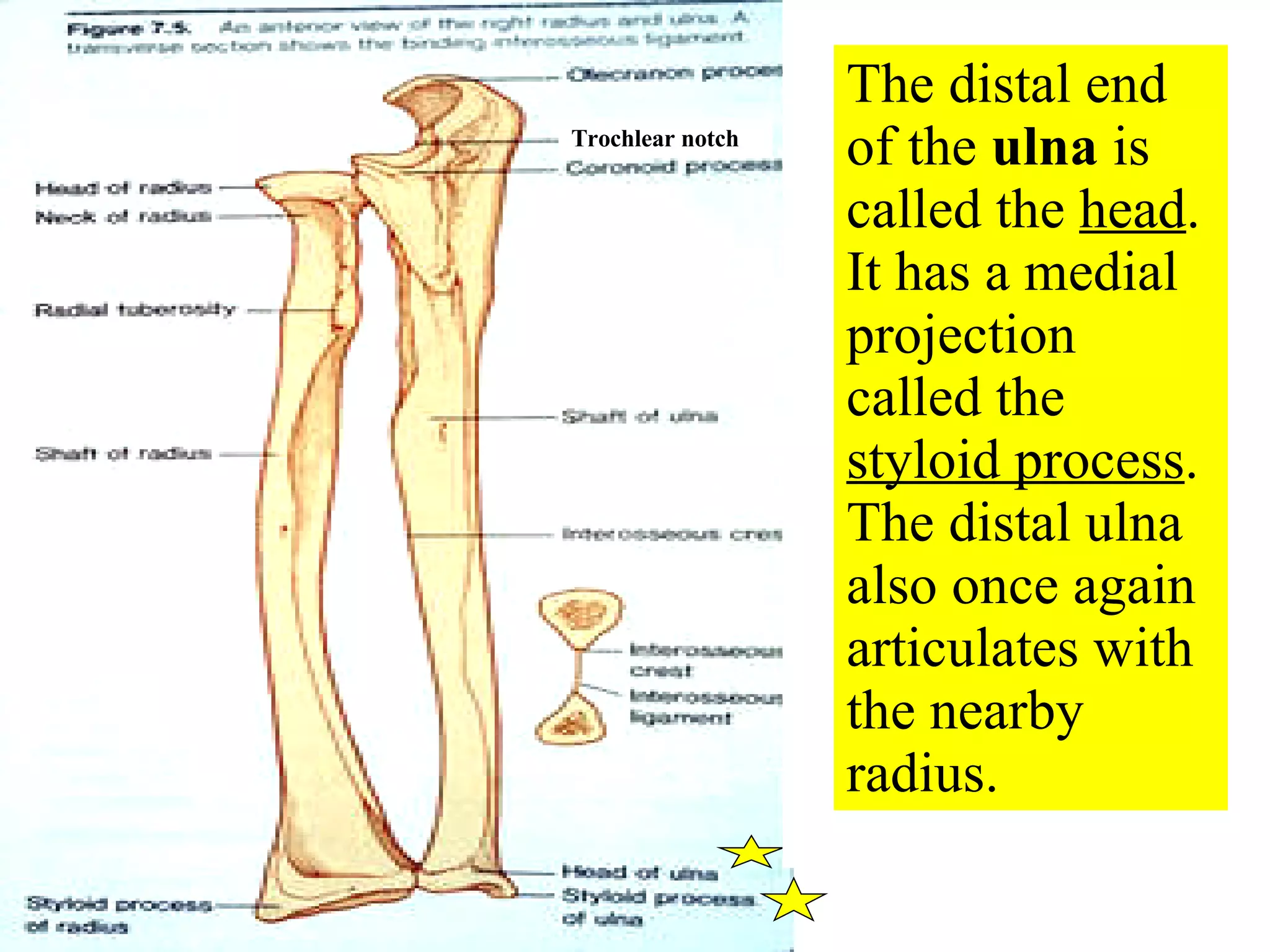 06 Appendicular Skeleton Pectoral Girdle And Upper Limbs | PPT