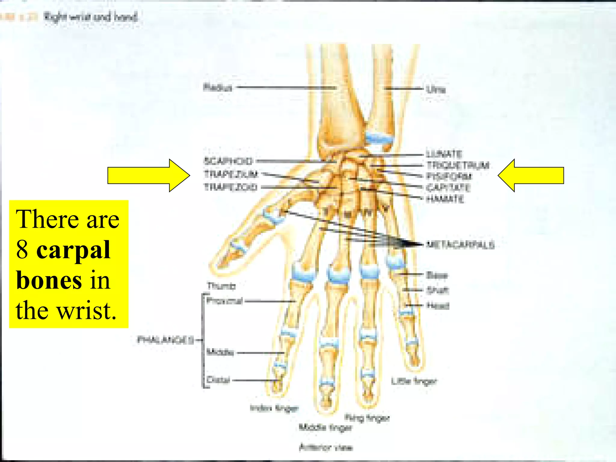 06 Appendicular Skeleton Pectoral Girdle And Upper Limbs | PPT