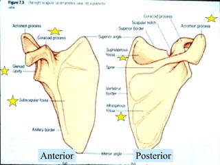 Pectoral Girdle Labeled