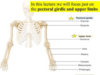 Bones Of The Pectoral Girdle
