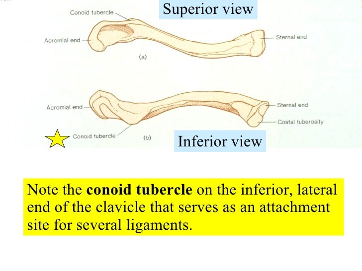 06 Appendicular Skeleton Pectoral Girdle And Upper Limbs