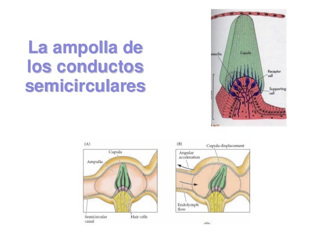 06 Audición Y Vestibular