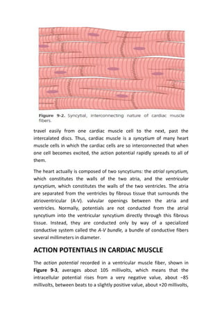 06-cardiac_muscle (2).pdf | Heart and Cardiovascular Diseases ...