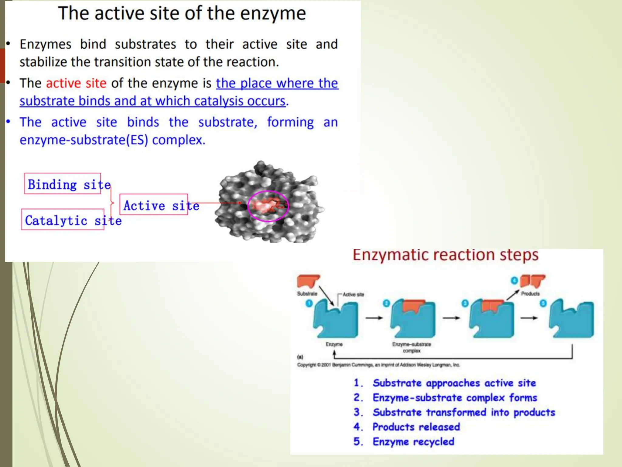 06 - ENZYMES.pptx