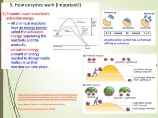 06 - ENZYMES.pptx