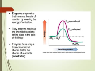 06 - ENZYMES.pptx