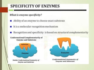 06 - ENZYMES.pptx