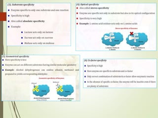 06 - ENZYMES.pptx