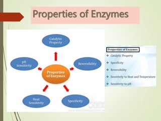 06 - ENZYMES.pptx