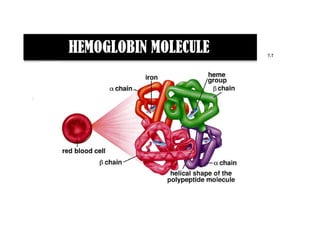 Hemoglobin Structure