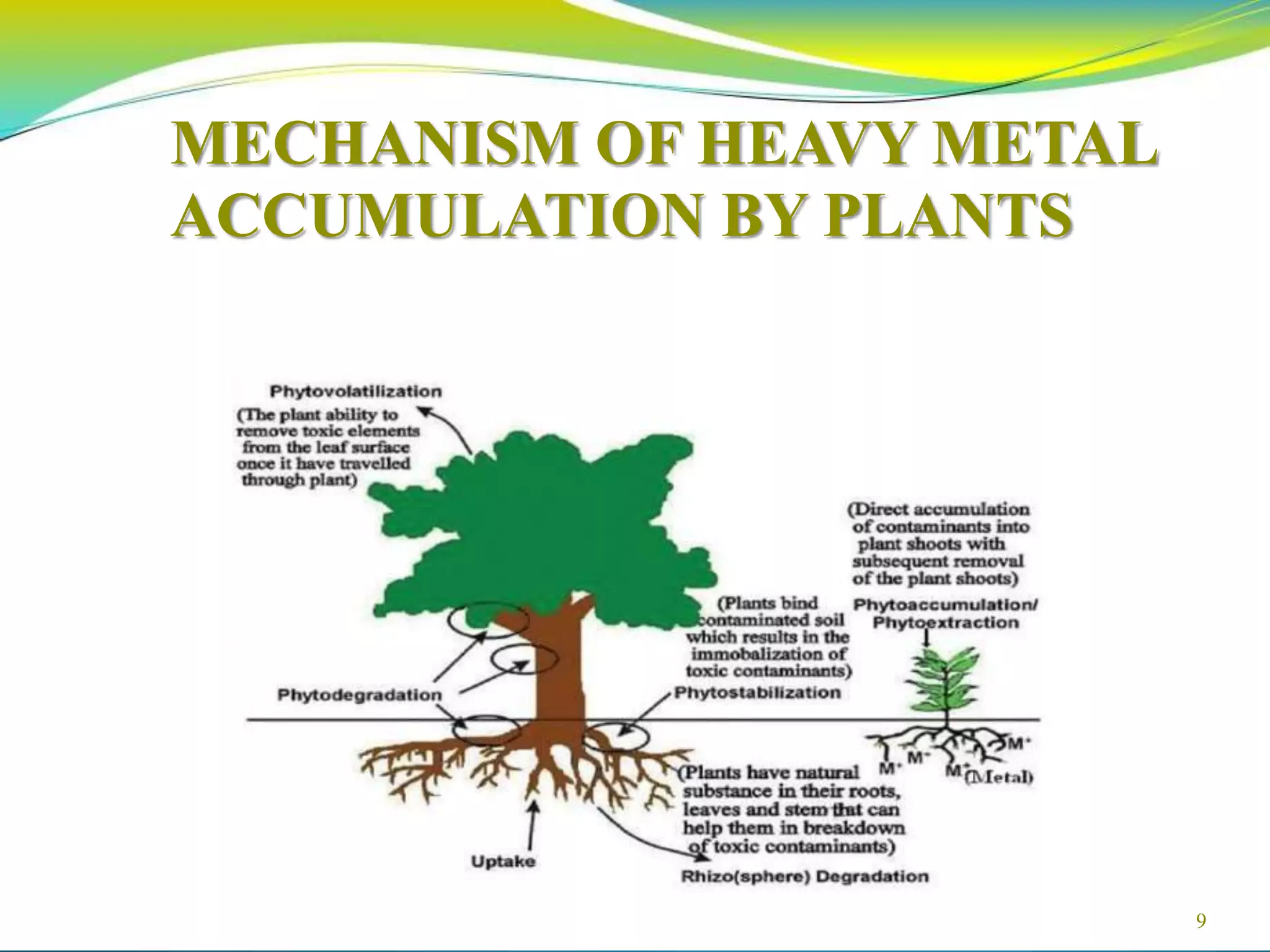 Heavy metals and its effects on plants and environment | PPTX