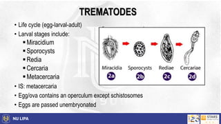 trematodes, intestinal, liver, lung, bloodstream | PDF