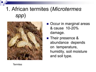 Impact of Climate Change on Wheat Pests in Kenya | PDF | Agriculture ...