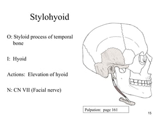 06-Muscles-of-Anterior-Neck power point presentation | PPT