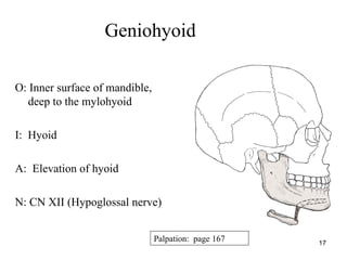 06-Muscles-of-Anterior-Neck power point presentation | PPT