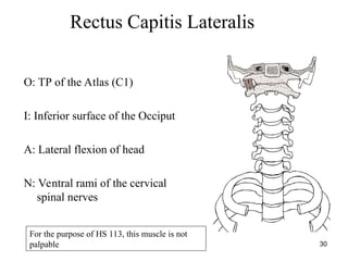 06-Muscles-of-Anterior-Neck power point presentation | PPT