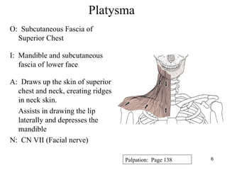 06-Muscles-of-Anterior-Neck power point presentation | PPT