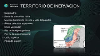 06-Nervio maxilar superior e inervación del maxilar superior.pptx