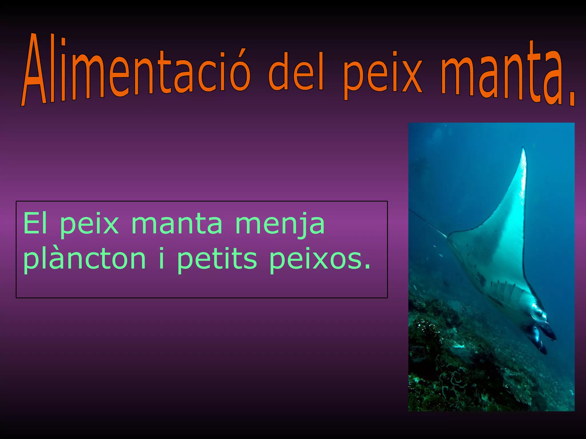 06 peix manta | PPT