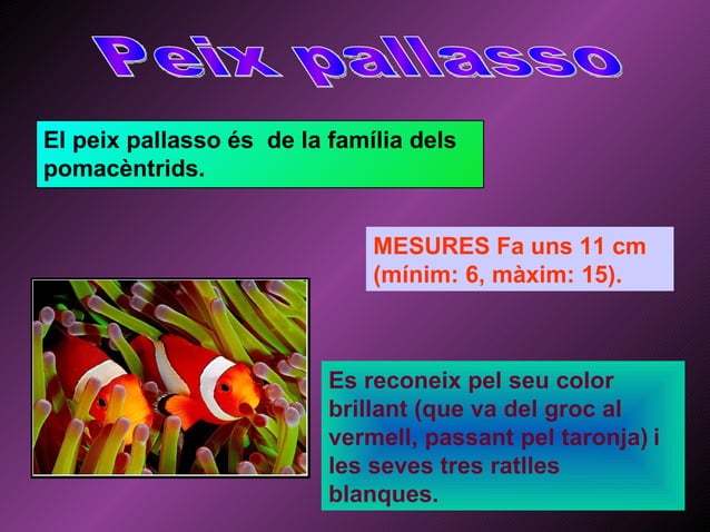 06 peix pallaso | PPT