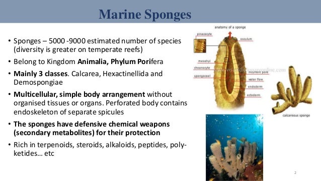 15 Types Of Sea Sponges Characteristics Deepoceanfactscom