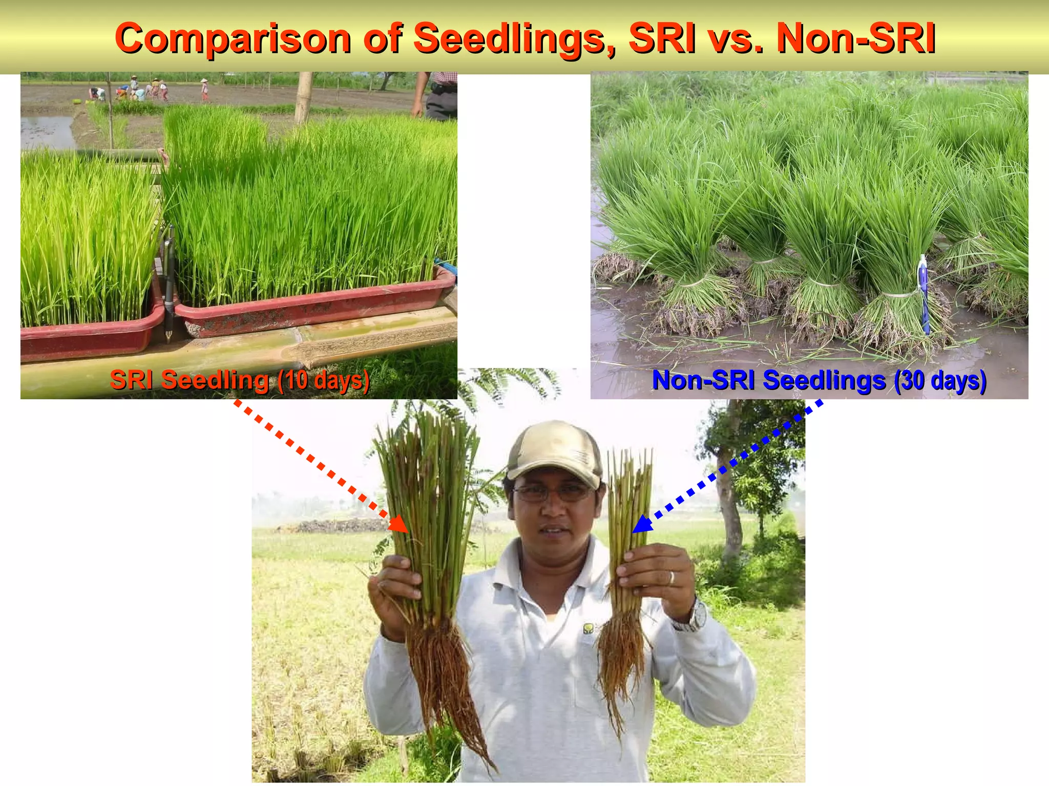 0602 Water Saving for Paddy Cultivation by SRI: Experience of ...