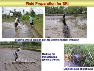 0602 Water Saving for Paddy Cultivation by SRI: Experience of ...