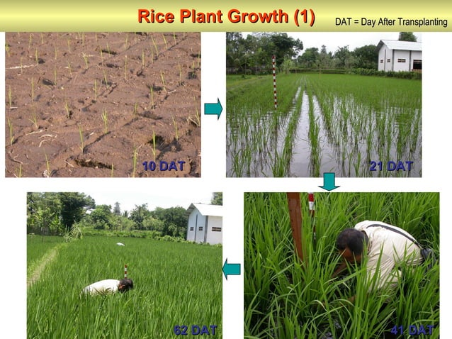 0602 Water Saving for Paddy Cultivation by SRI: Experience of ...