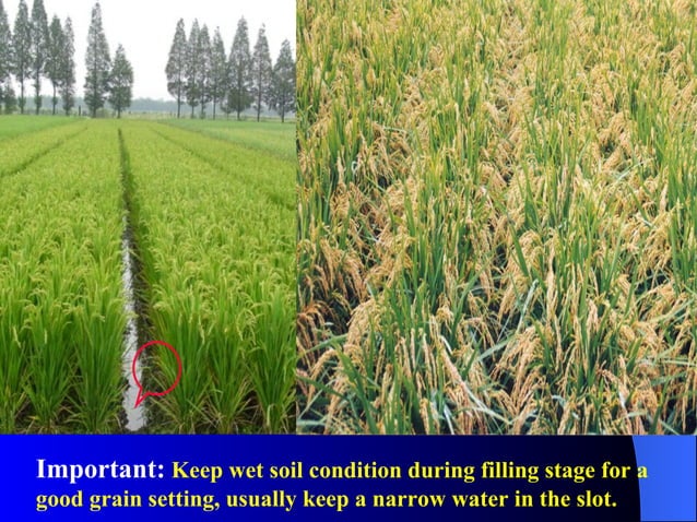 0605 Non-flooding Rice Farming Technology In Irrigated Paddy Field | PPT