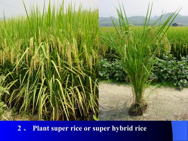 0605 Non-flooding Rice Farming Technology In Irrigated Paddy Field | PPT